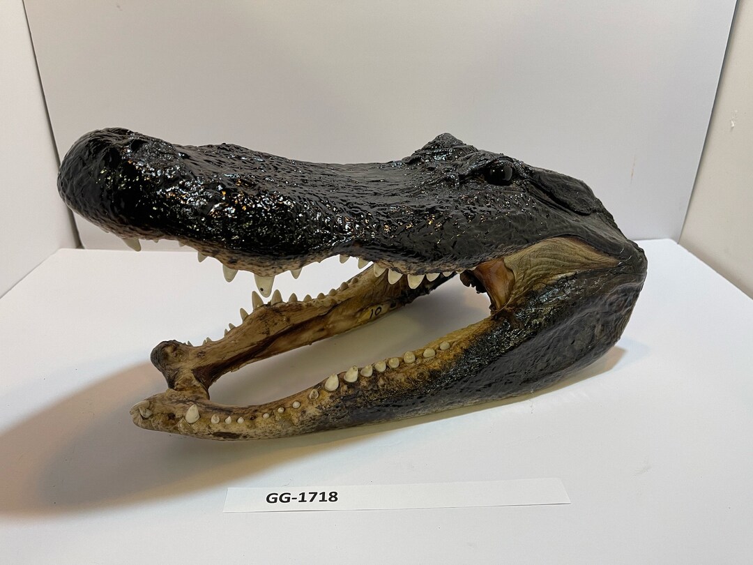 Rare Large Deformed Alligator Head From 10 Foot Wild Louisiana Gator - Etsy