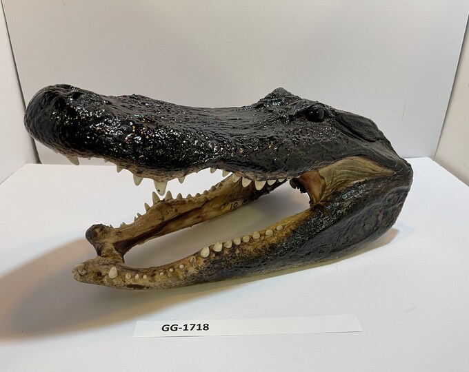 Rare Large Deformed Alligator Head From 10 Foot Wild Louisiana Gator - Etsy