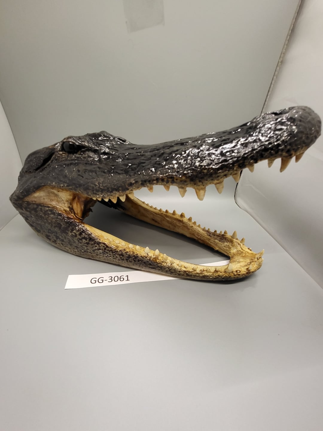 Head From 7 Foot Wild Louisiana Gator - Etsy