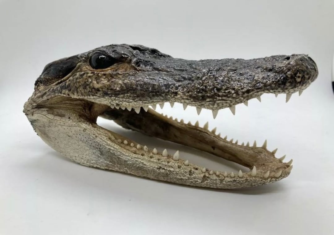 Alligator Head Taxidermy From Genuine Louisiana Gator - Etsy