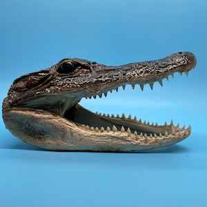 Five Alligator Heads From Genuine Louisiana Gator Taxidermy - Etsy