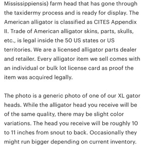 XL Alligator Head Taxidermy | Real Louisiana Gator Head Decor ...