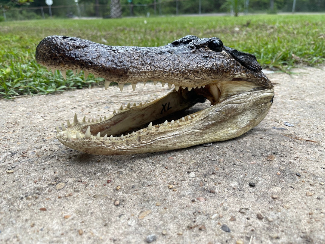 XL Alligator Head From Genuine Louisiana Gator - Etsy