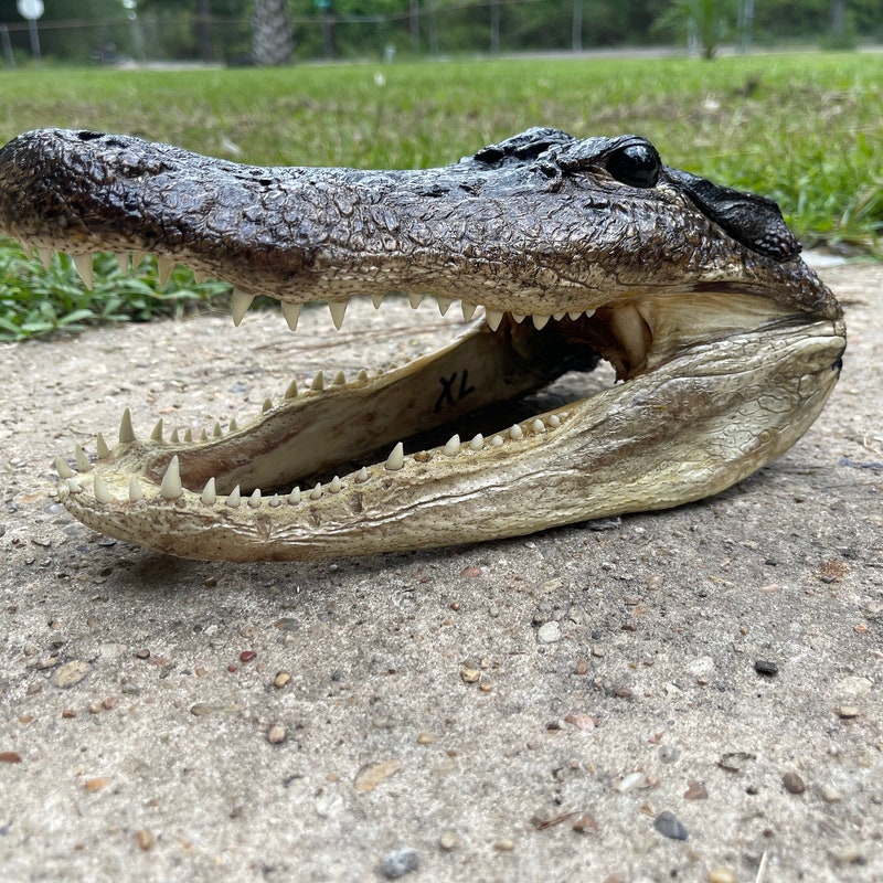Alligator Heads - Etsy