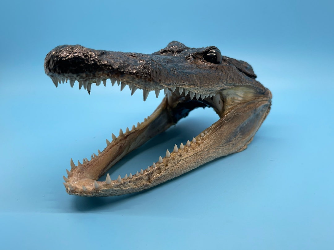 Small Alligator Head Taxidermy | Real Louisiana Gator Decor | Oddities ...