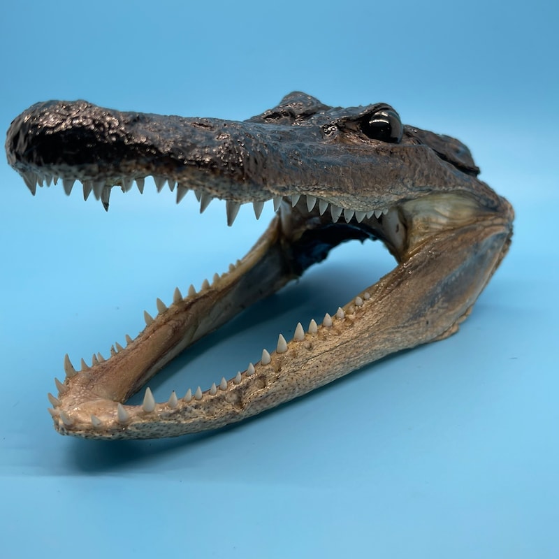 Alligator Heads - Etsy