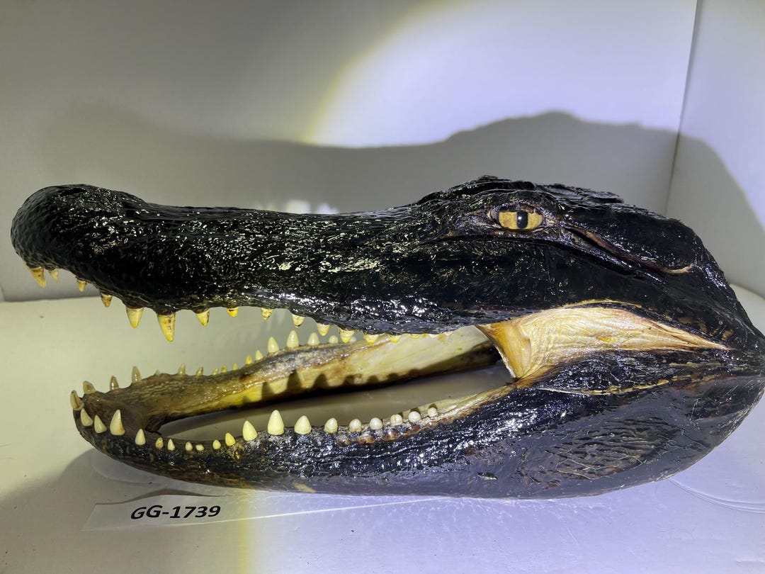 Unique Sheep Eyed Gator Head From 9 Foot Wild Louisiana Alligator - Etsy