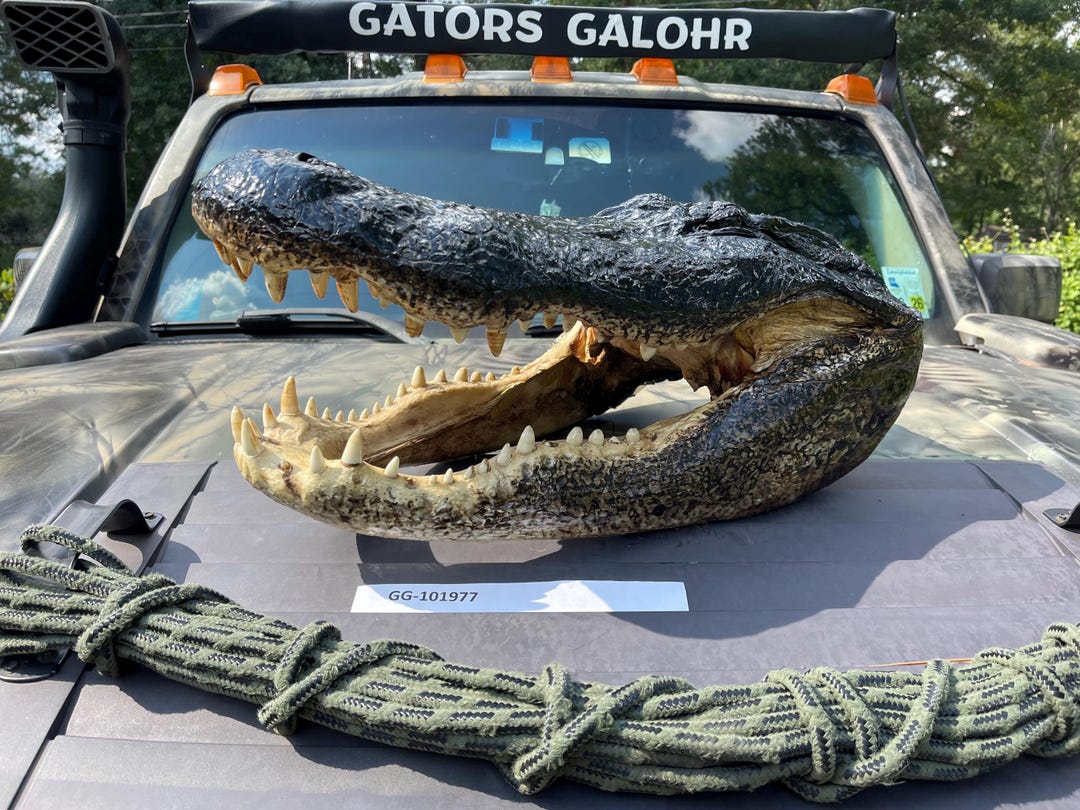 Head From Massive 13 Foot Wild Alligator | Taxidermy | Real Louisiana ...