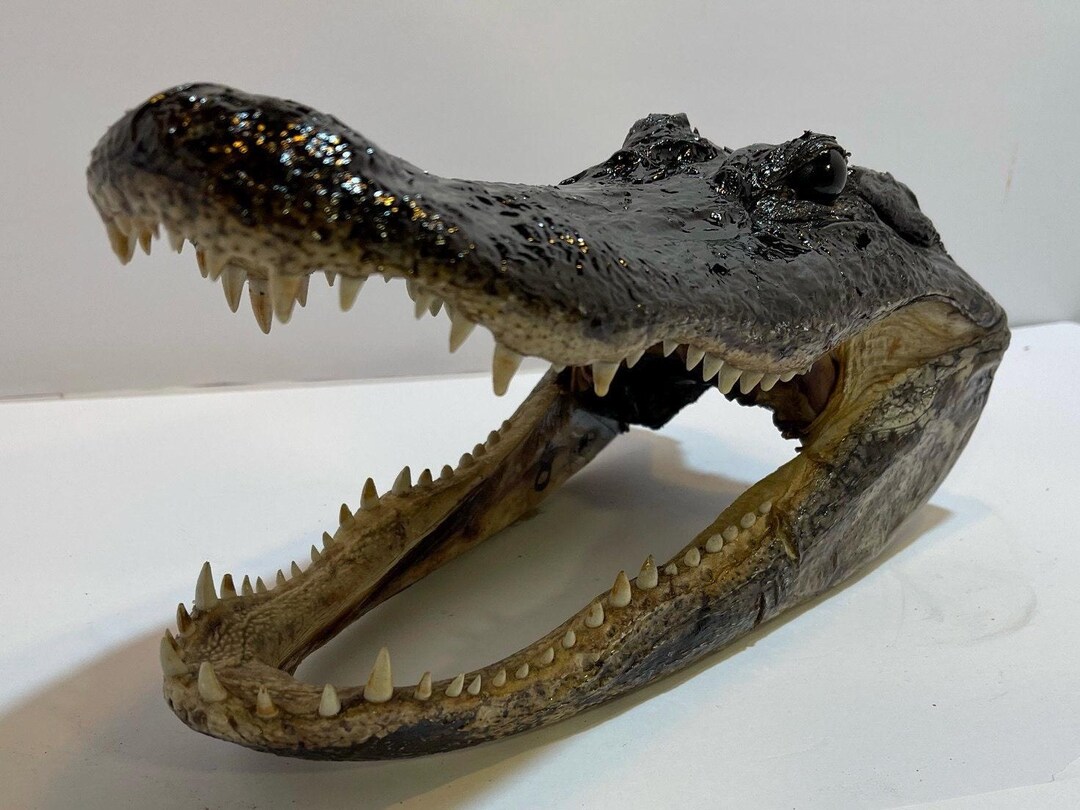 Head From 8 Foot Wild Louisiana Gator - Etsy