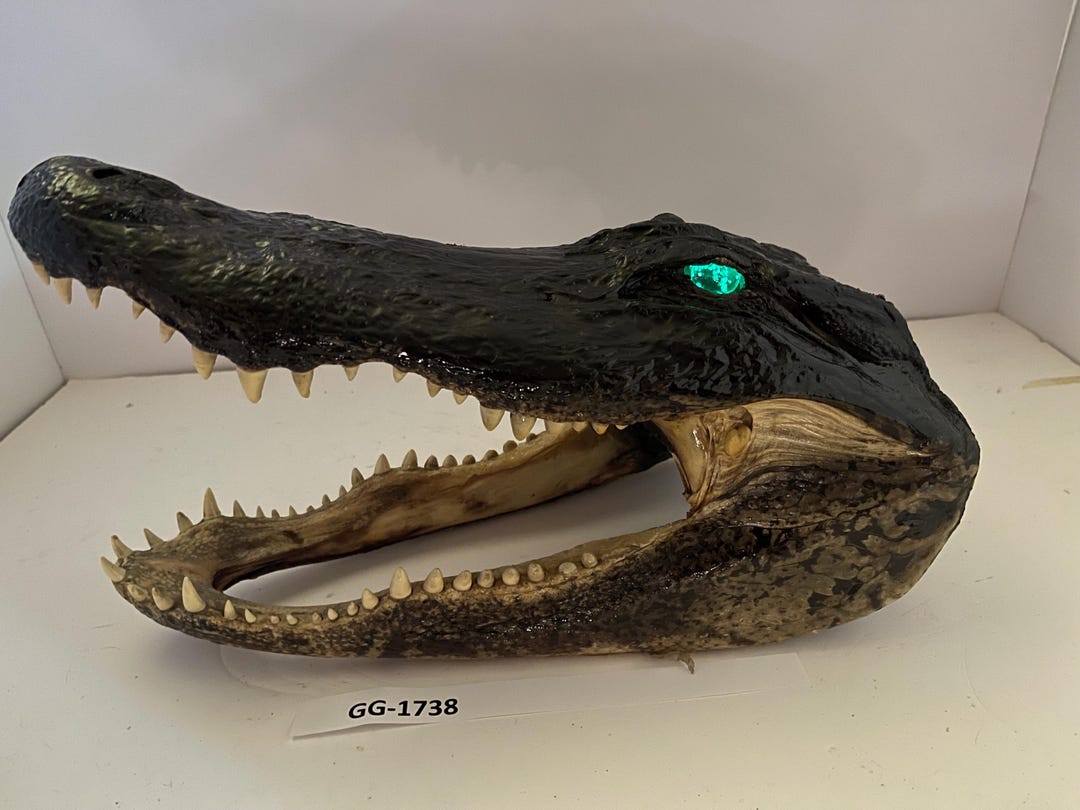Gator Head With Glow in the Dark Eyes From 9 Foot Wild Louisiana ...