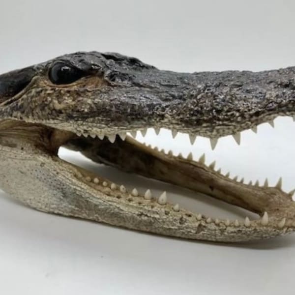 Alligator Heads - Etsy