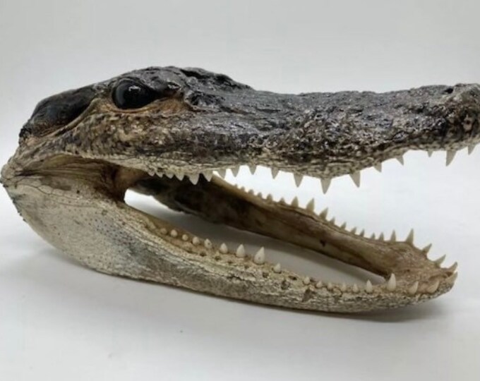 Lot of 4 Scratch and Dent Alligator Heads From Genuine Louisiana Gators ...