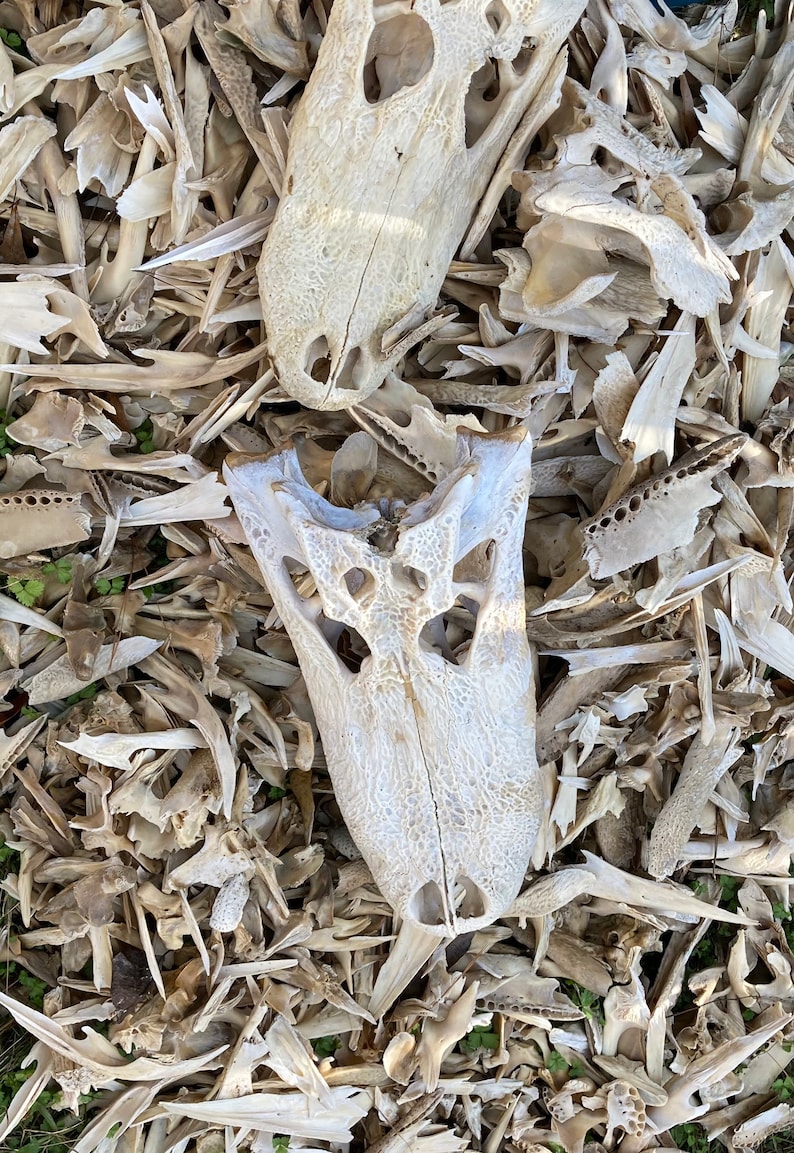 ALLIGATOR BONE DUST Voodoo Hoodoo Wicca Gothic Oddity - Etsy