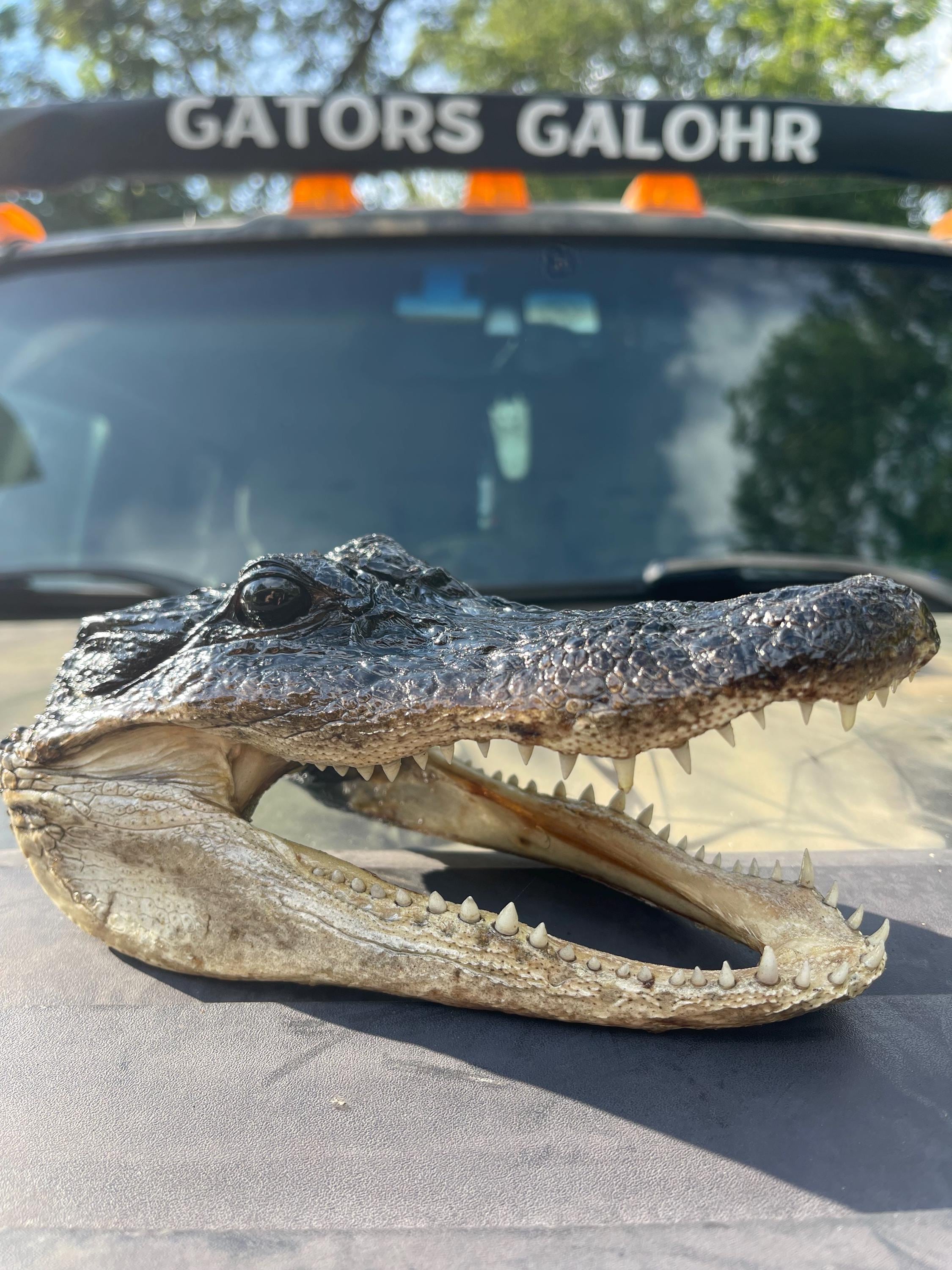 Real Alligator Head Taxidermy 9 Inch From 6 Foot Gator Real 9-Inch ...
