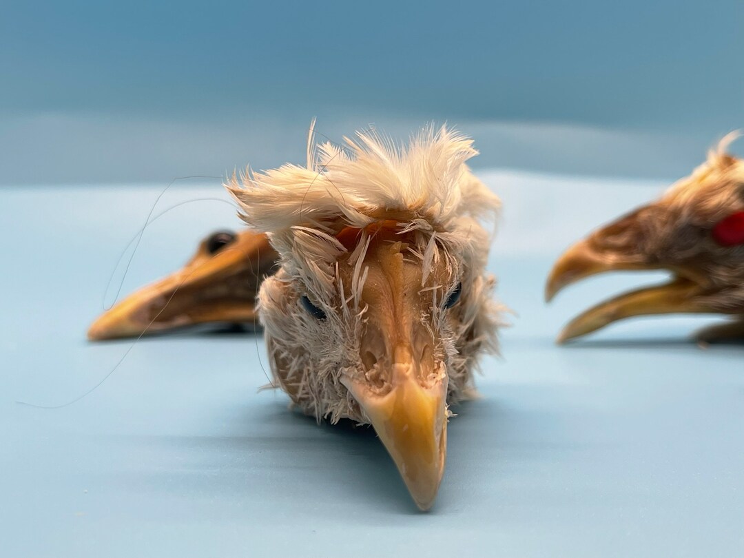 Chicken Head From Genuine Louisiana Chicken - Etsy