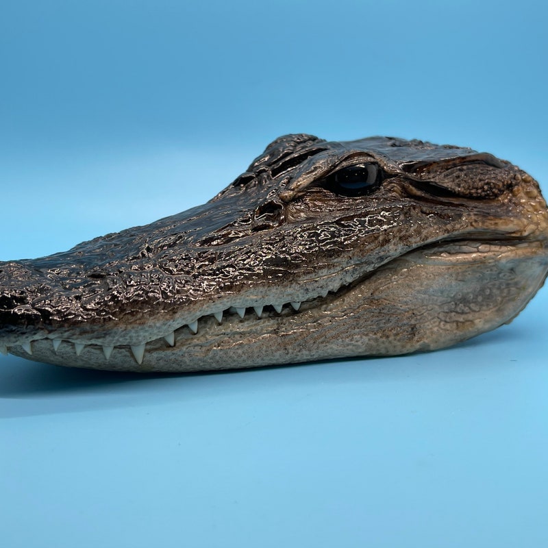 Alligator Heads - Etsy