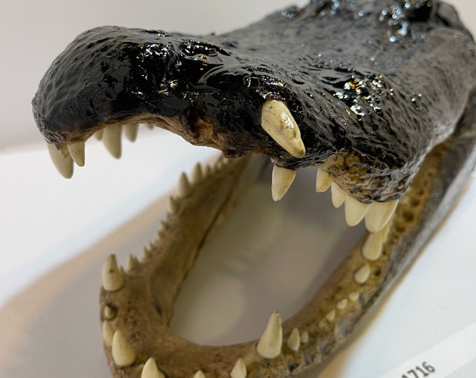 Large Rare Deformed Alligator Head From 11 Foot Wild Louisiana Gator - Etsy