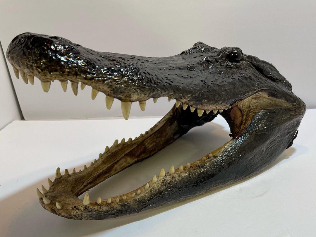 Head From 9 Foot Wild Alligator | Taxidermy | Real Louisiana Gator ...