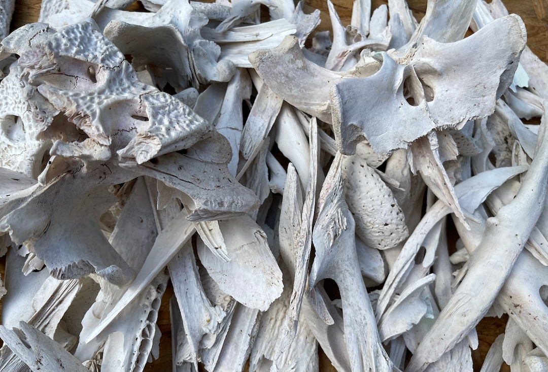 Alligator Bones 2 Pound Box O’ Bones - Etsy