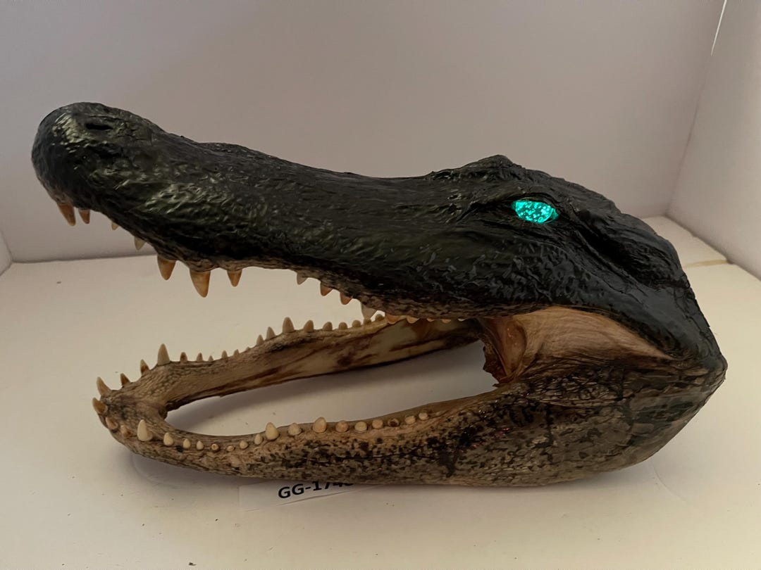 Alligator Head With Glow in the Dark Eyes From 9 Foot Wild Louisiana ...