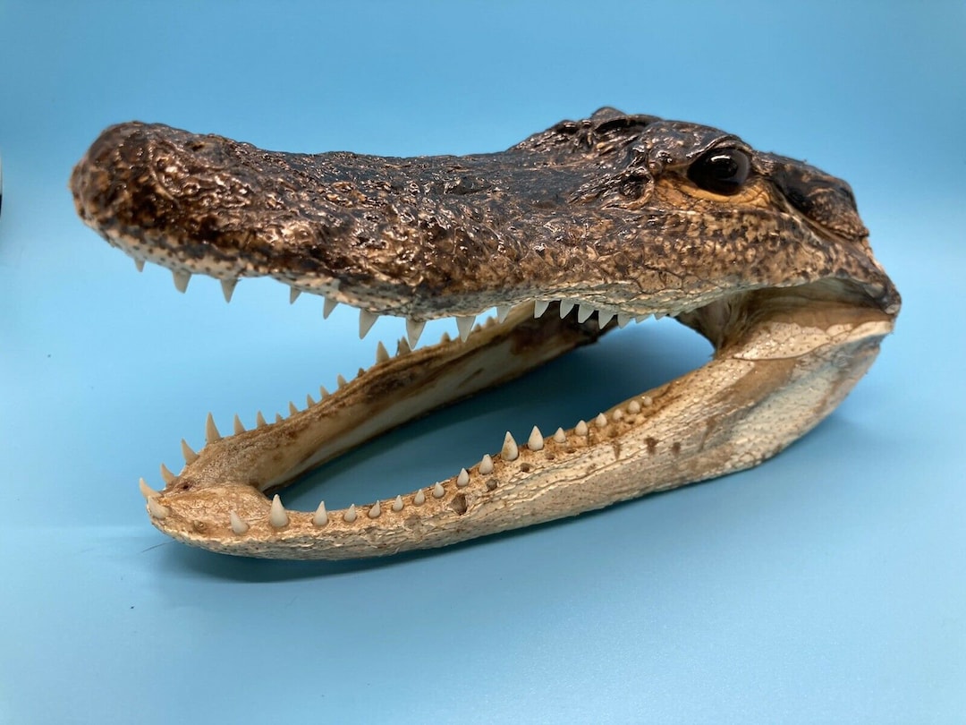 Jumbo Alligator Head Taxidermy | Real Louisiana Gator Decor | Oddities ...