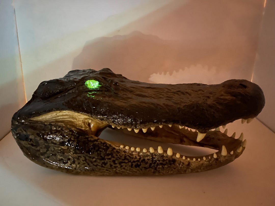 Alligator Head With Glow in the Dark Eyes From 11’ Wild Louisiana Gator ...