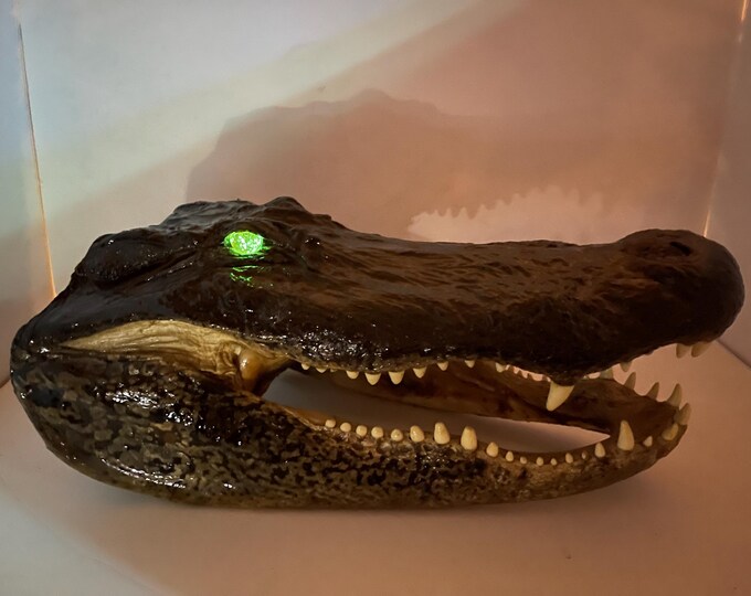 Alligator Head With Glow in the Dark Eyes From 11’ Wild Louisiana Gator ...