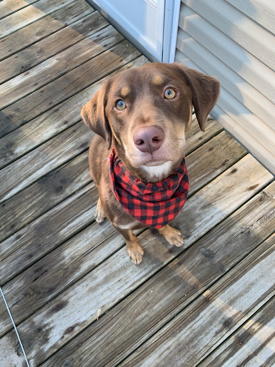 Adopt Me Dog Bandana - Etsy