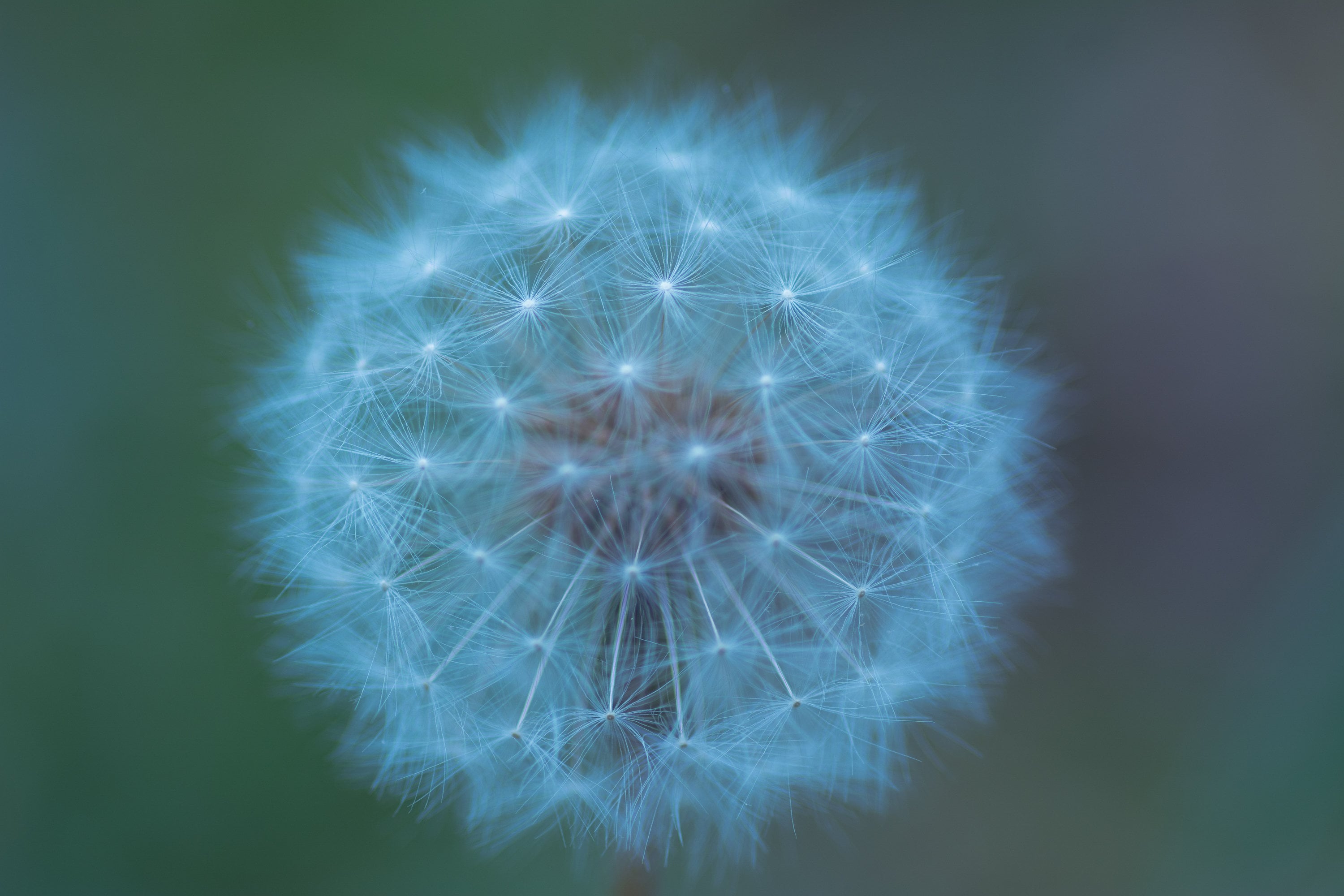 Dandelion Print, Botanical Print, Wall Art Print, Flower Wall Art ...