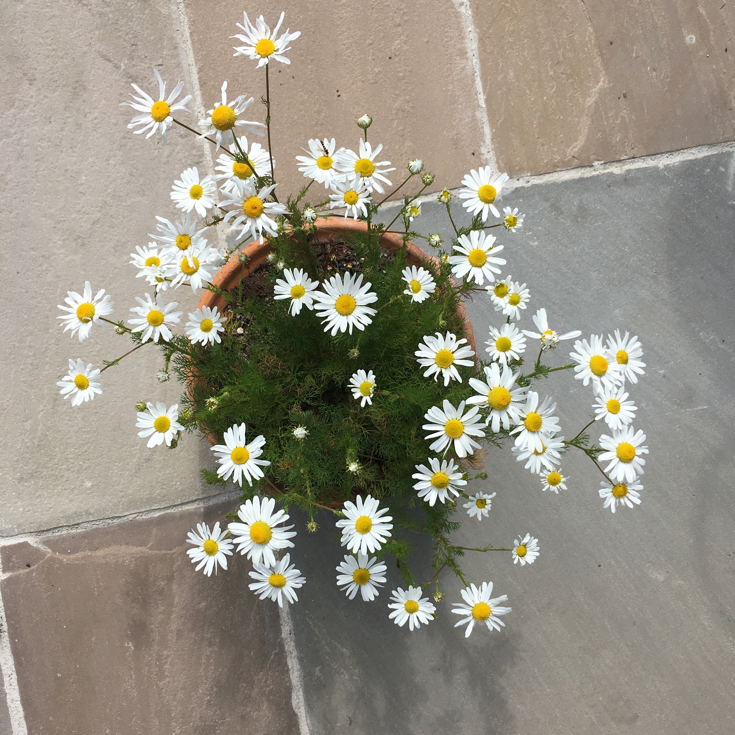 German Chamomile Seed Packet - Etsy UK