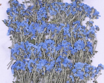 Dried Forget Me Not Flowers | Etsy