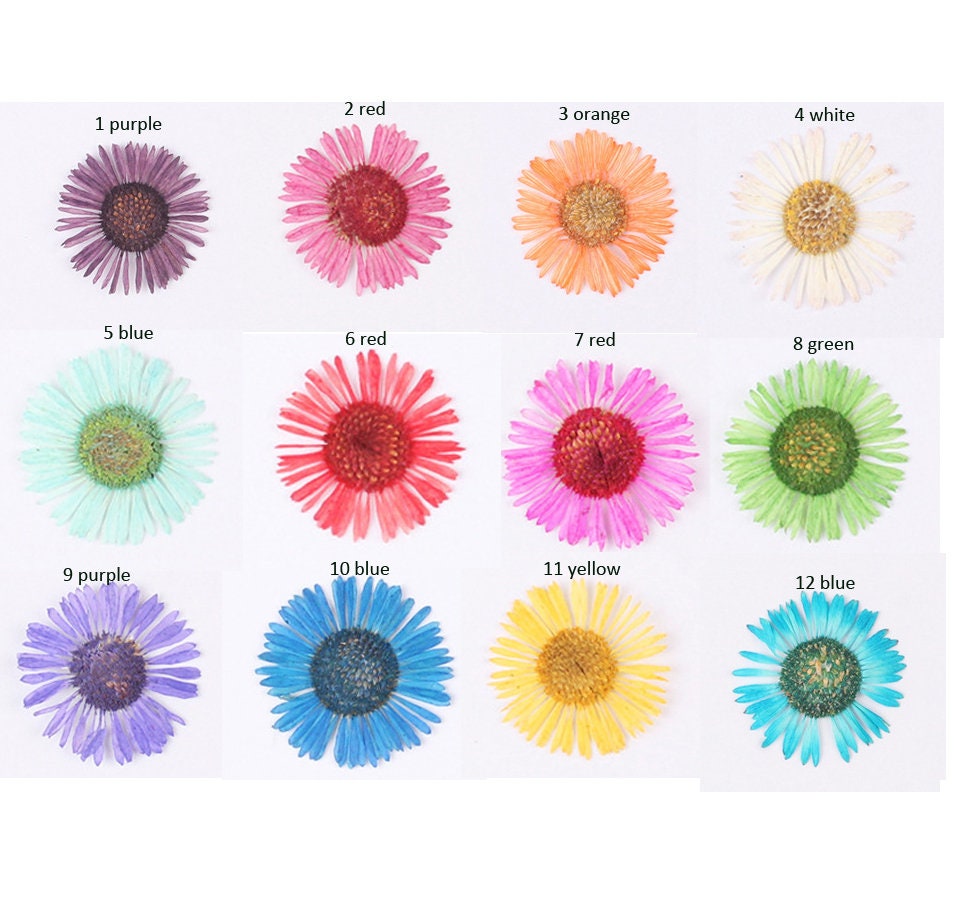 12pcs 15-20mm Pressed Daisy Flowers Real Dried Fleabane Daises | Etsy