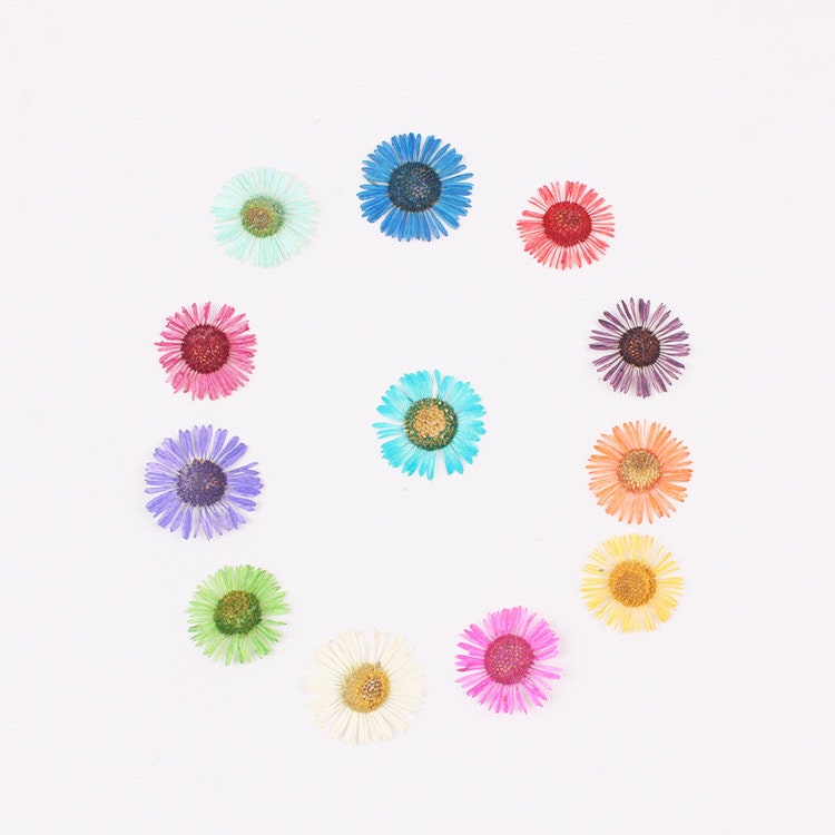 12pcs 15-20mm Pressed Daisy Flowers Real Dried Fleabane Daises | Etsy