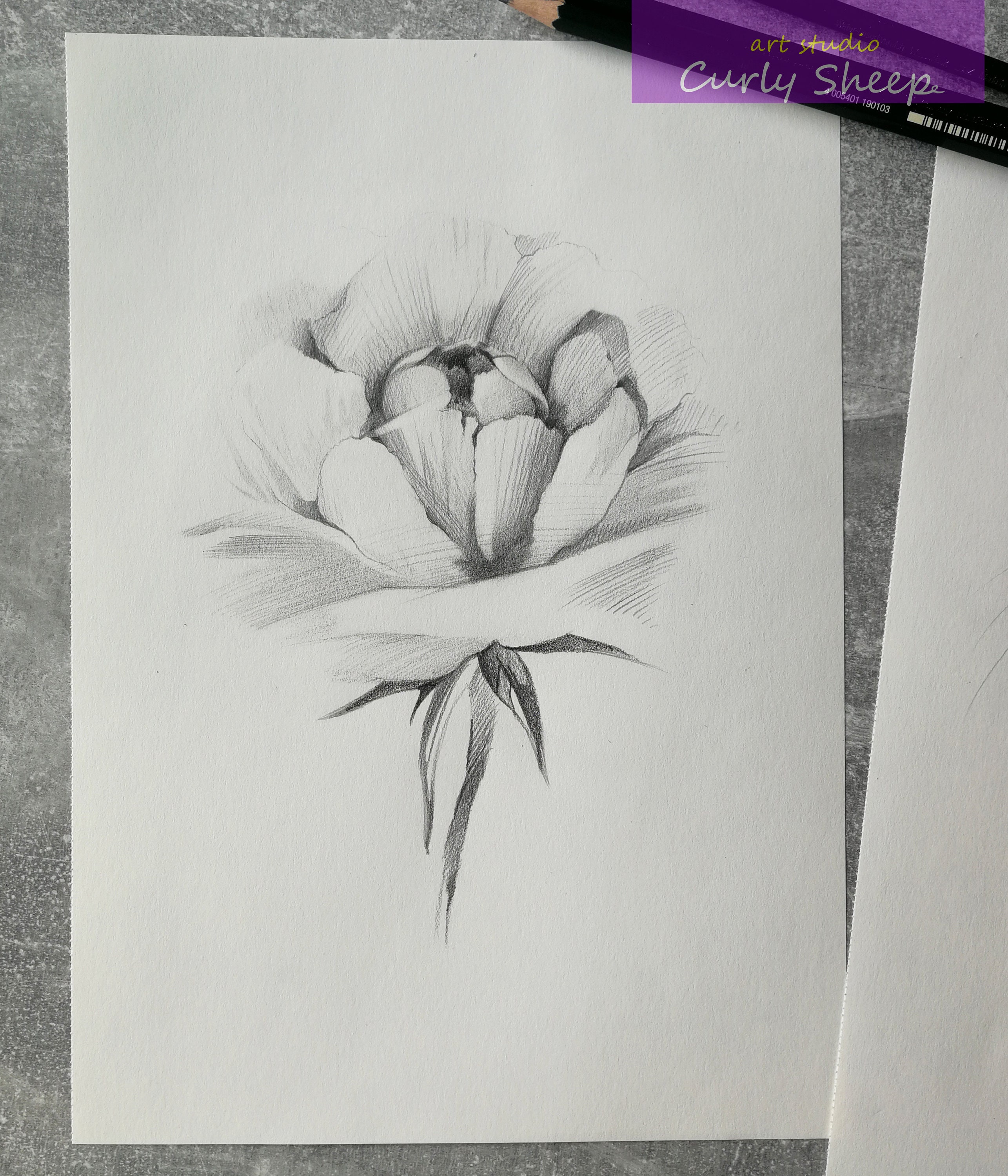Flower Pencil Drawing A4 Peony Drawing Flowers Pencil - Etsy