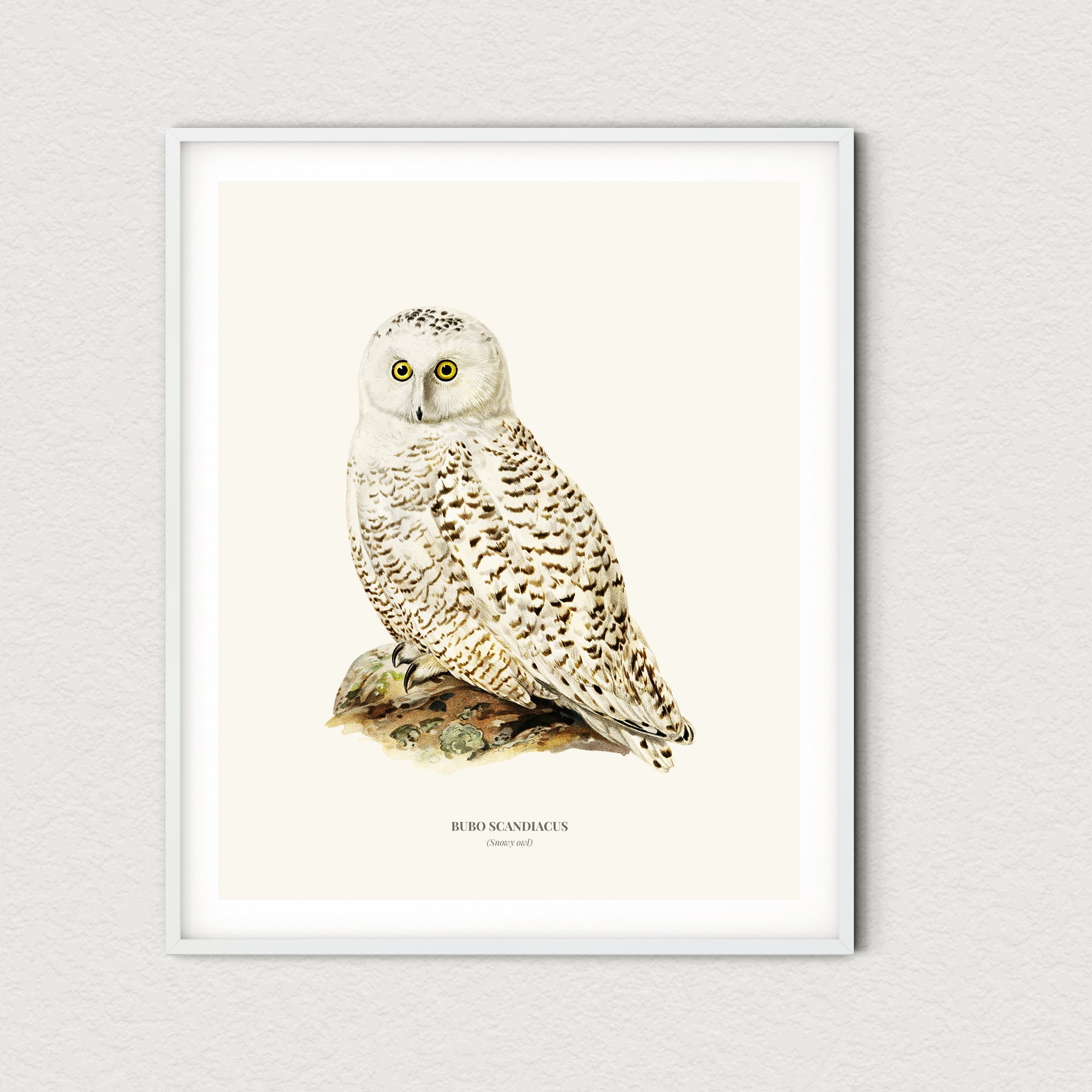 Vintage Snowy Owl Print - Etsy
