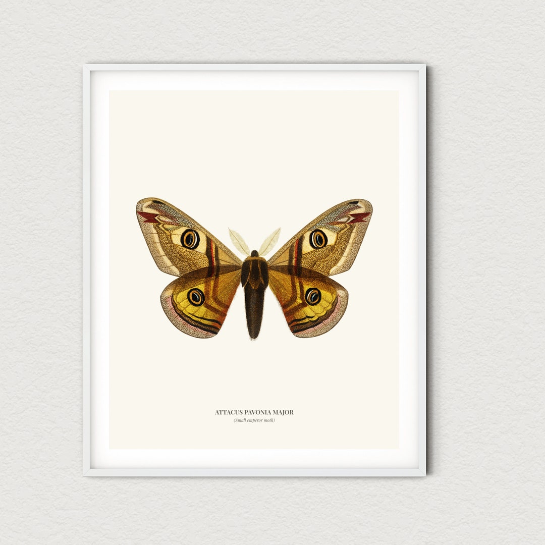 Vintage Small Emperor Moth Print - Etsy