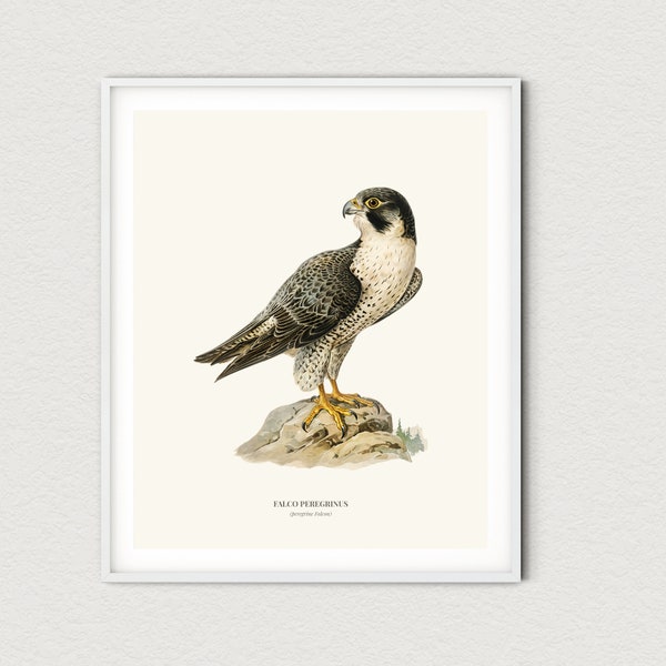 Peregrine Falcon - Etsy