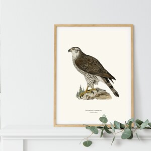 Vintage Female Goshawk Print - Etsy