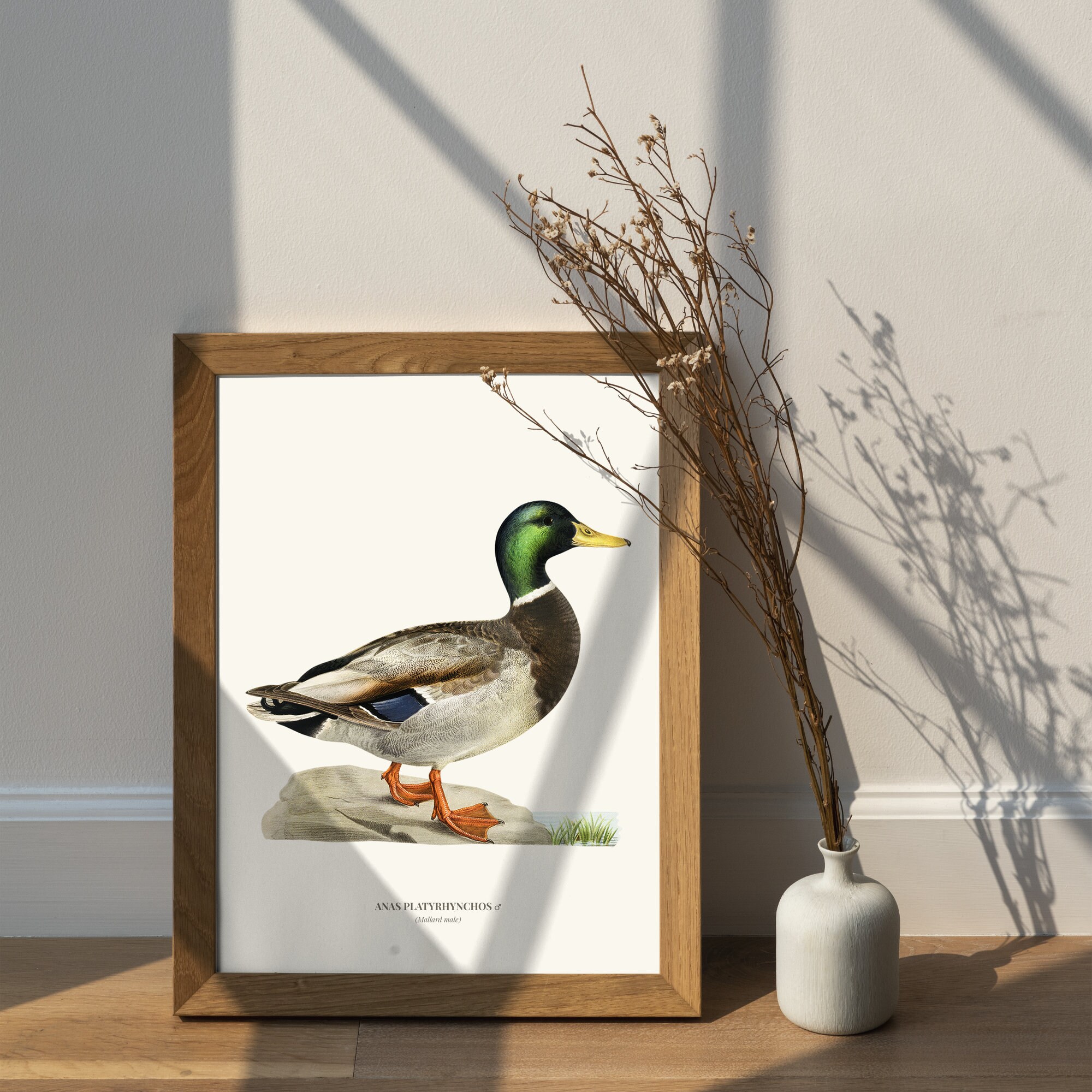 Vintage Male Mallard Print - Etsy