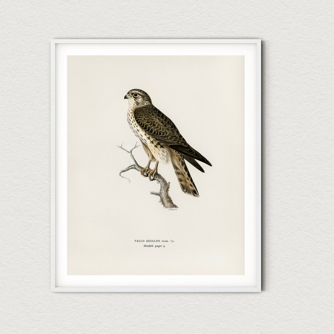 Vintage Merlin Falcon Print - Etsy