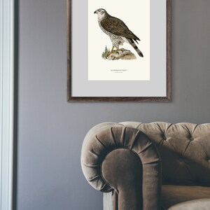 Vintage Female Goshawk Print - Etsy