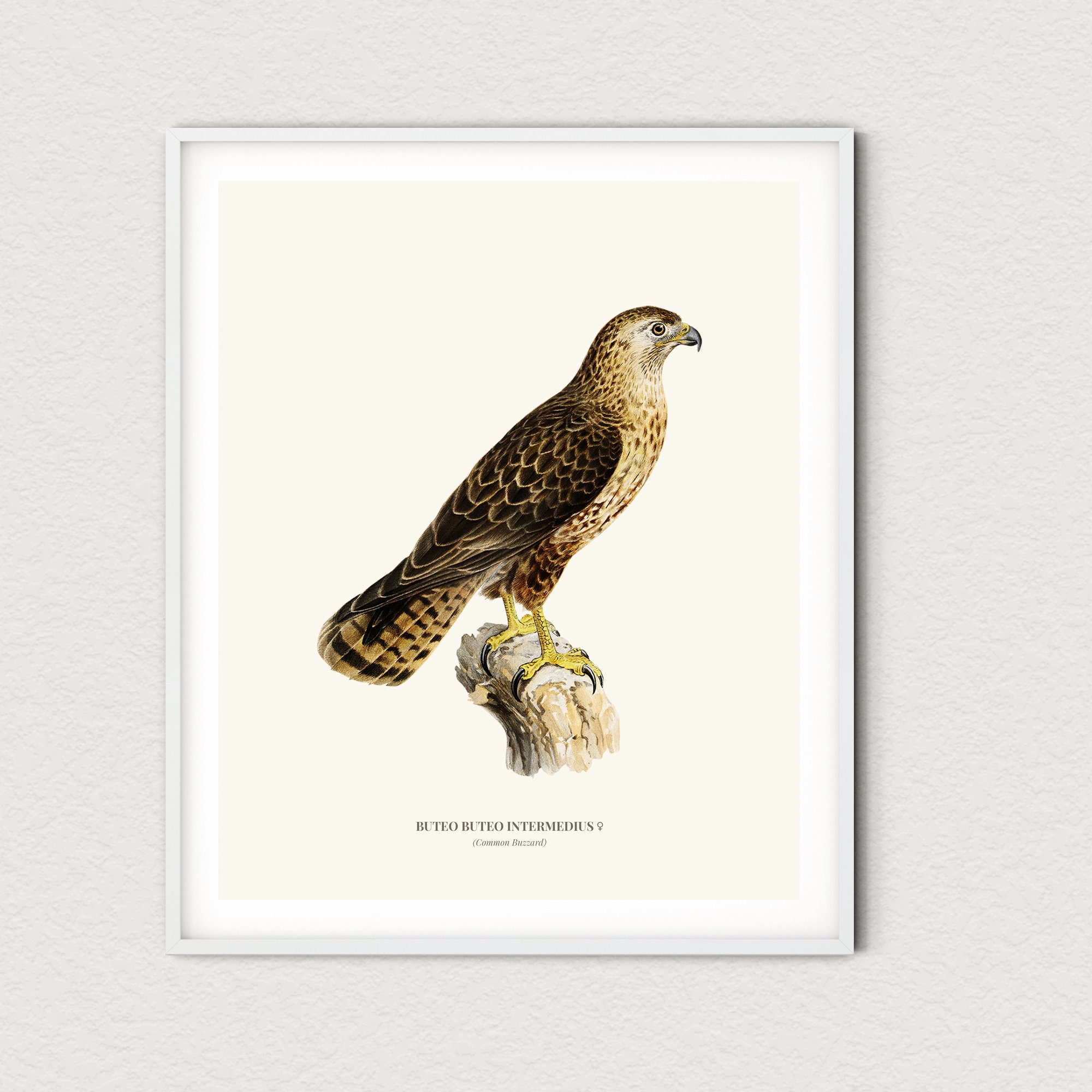 Digital Prints Prints Vintage Common Buzzard Print etna.com.pe