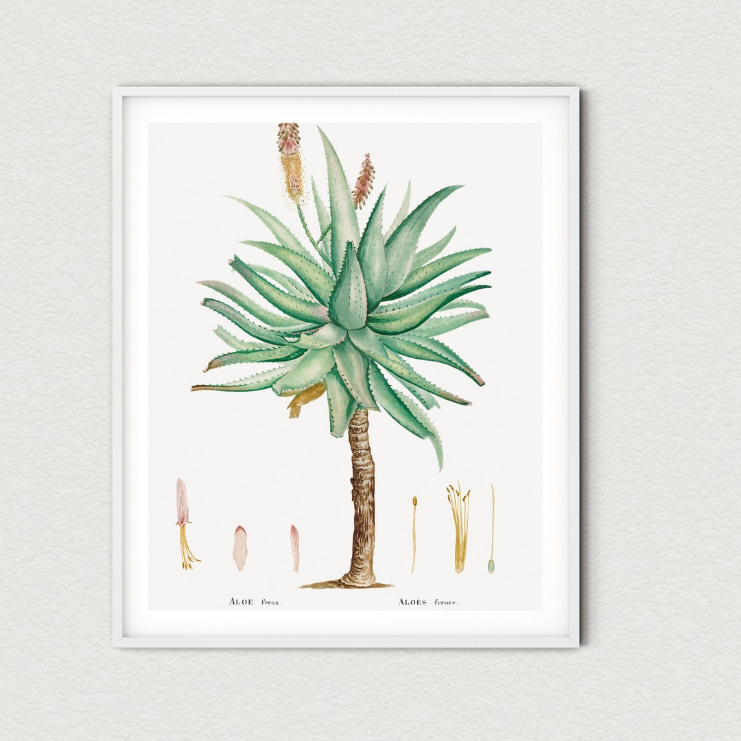 Vintage Aloe Ferox Print - Etsy