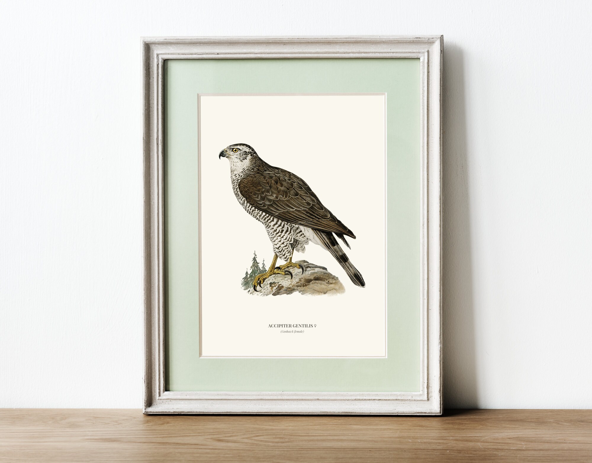 Vintage Female Goshawk Print - Etsy