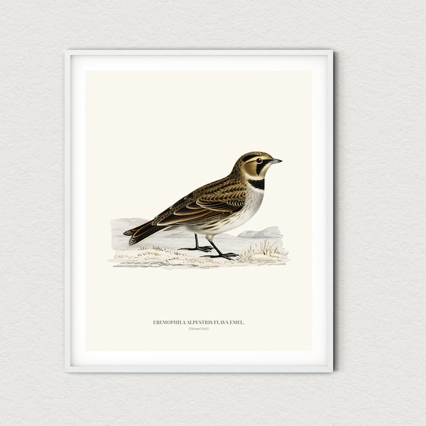 Horned Lark - Etsy