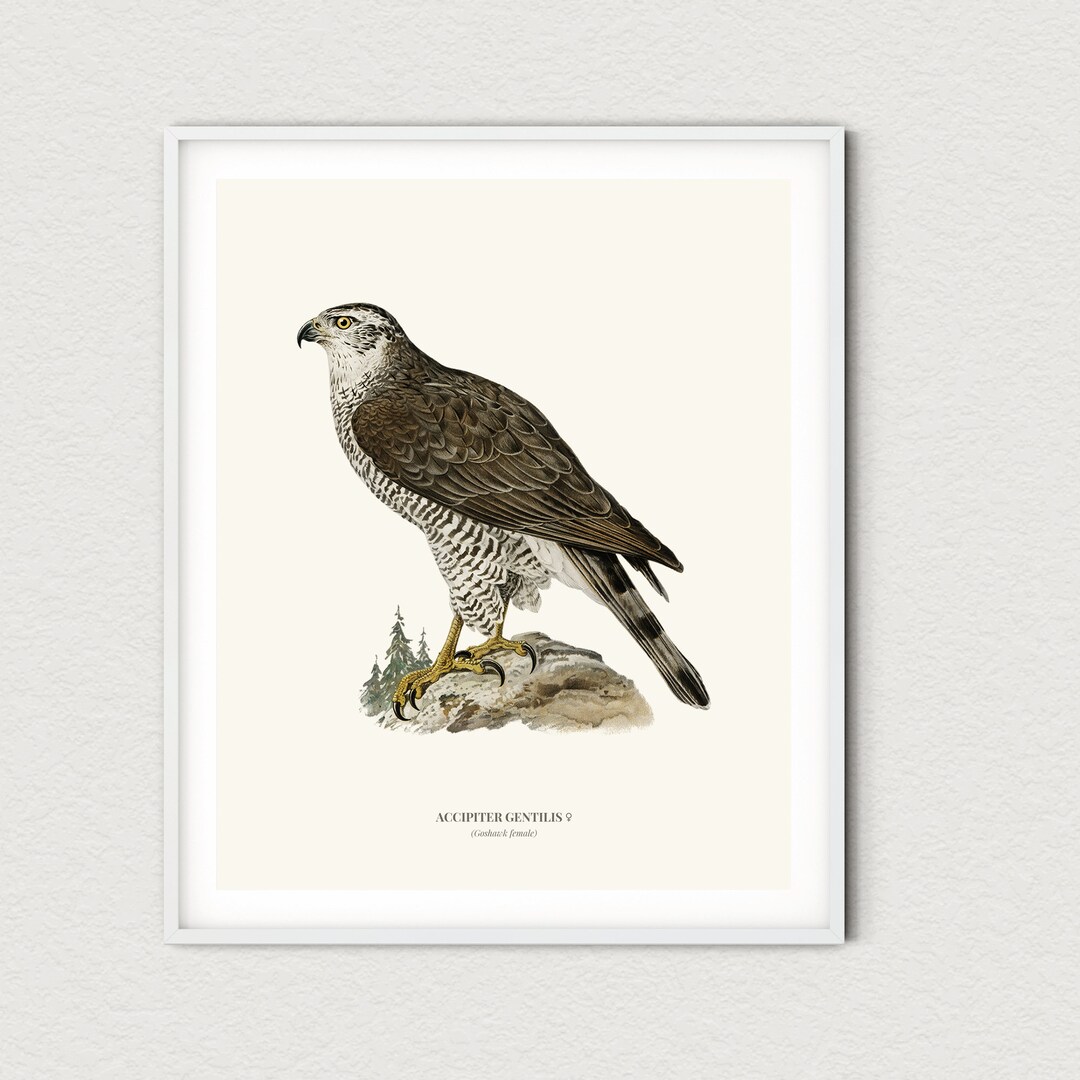 Vintage Female Goshawk Print - Etsy