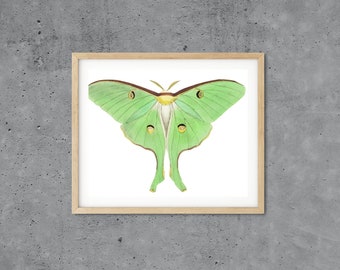 Stippling Luna Moth Print Bug Decor, Insect Decor, Black and White Luna ...