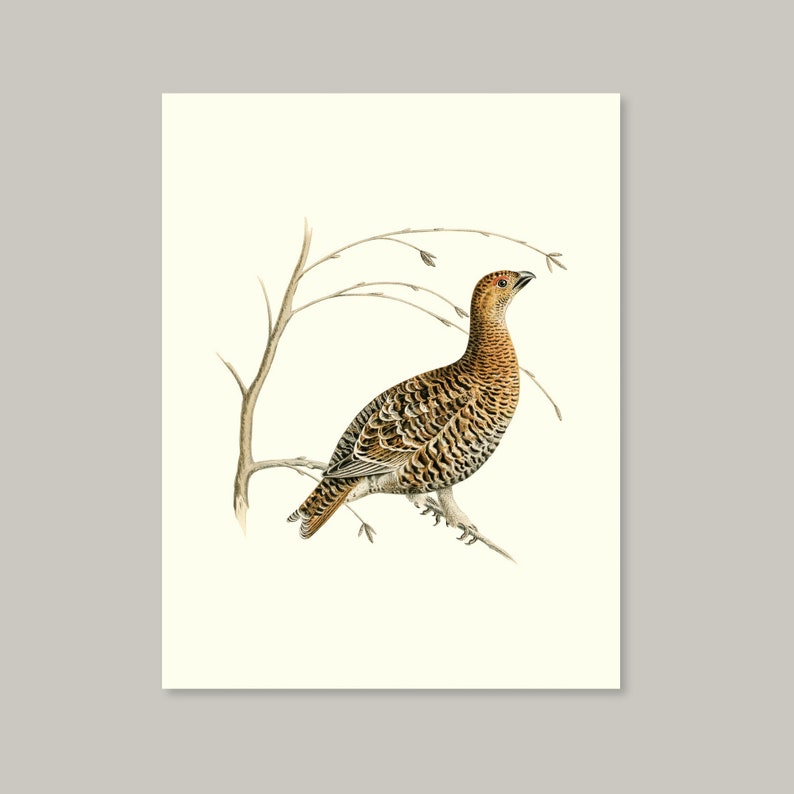 Digital Prints Prints Art & Collectibles Lyrurus tetrix Vintage Black ...