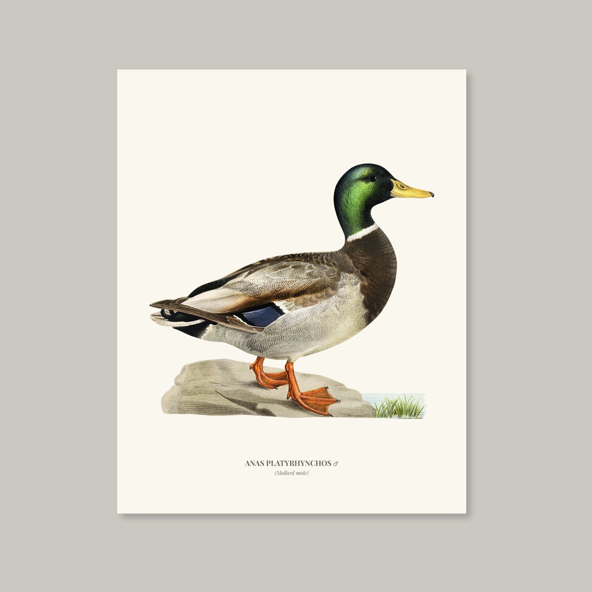 Vintage Male Mallard Print - Etsy