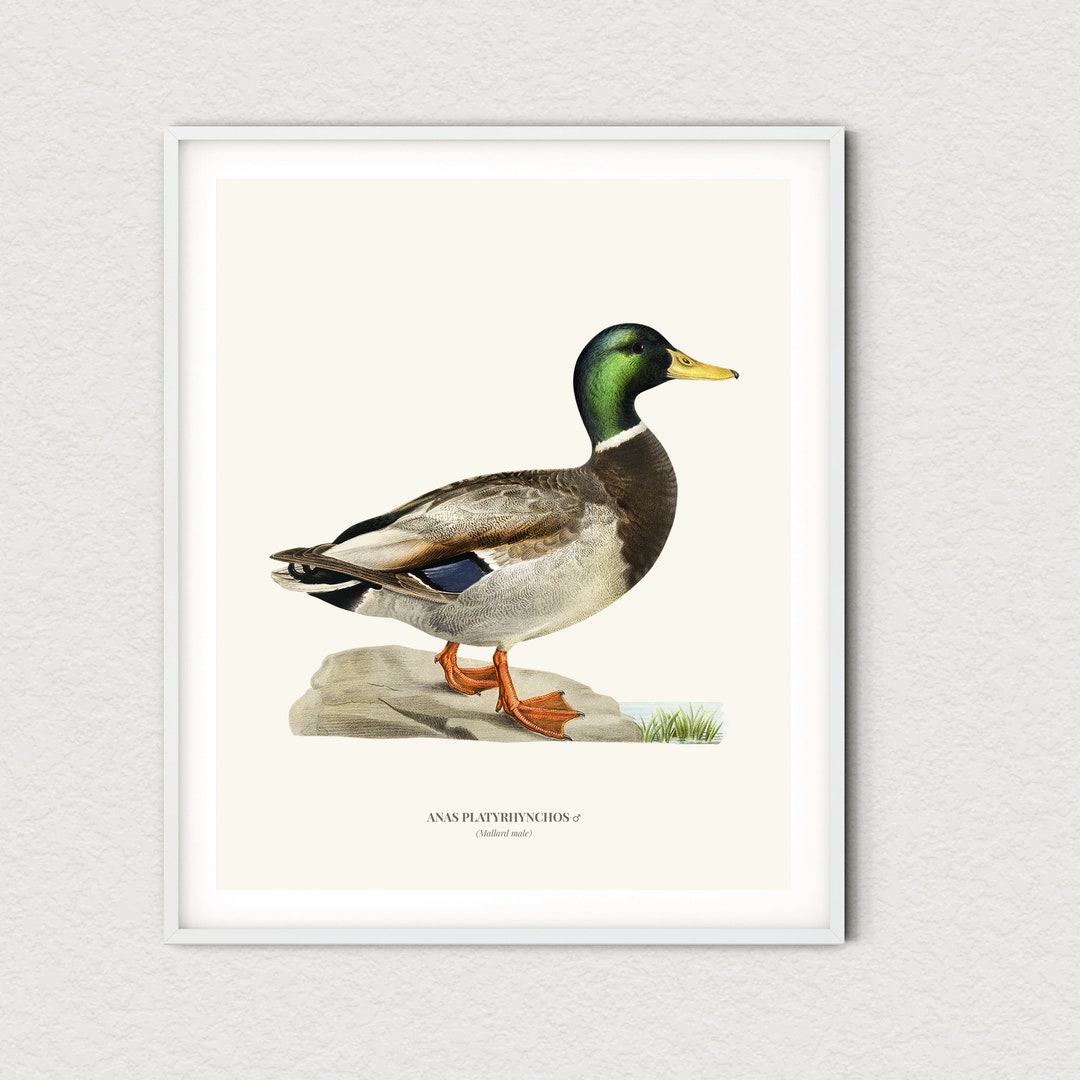Vintage Male Mallard Print - Etsy